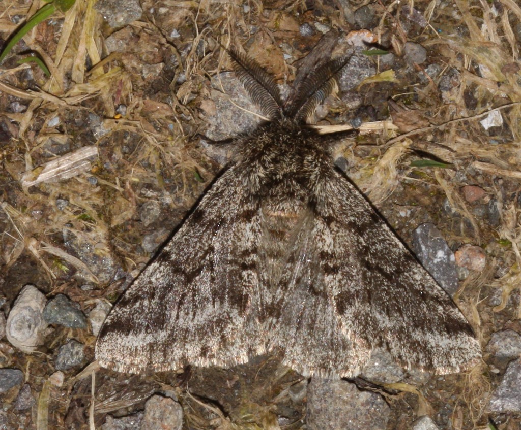 Stout Spanworm Moth from Chandler, riv Ouest st pompage Le Rocher-Percé ...