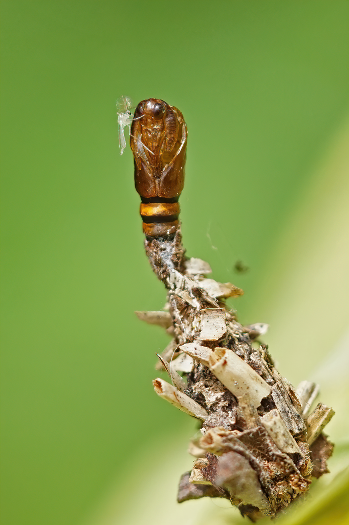 Bagworm Moths from Coconut Creek, FL, USA on May 16, 2021 at 09:10 PM ...