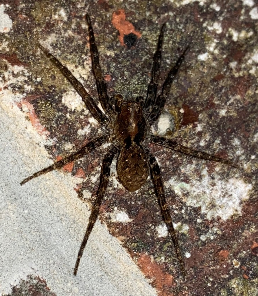 Wolf Spiders from Along Ijams Branch, off of Co. Rd. 275, Lauderdale ...