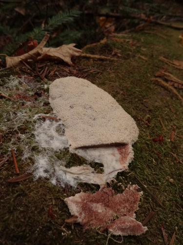 Fuligo candida · iNaturalist