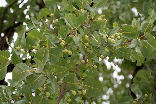 Terminalia pallida · iNaturalist Mexico