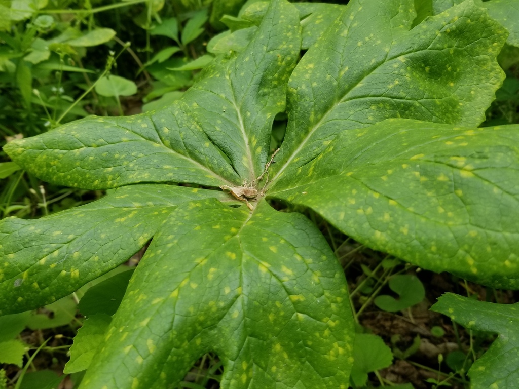 Mayapple Rust from Allegany County, MD, USA on May 15, 2021 at 04:33 PM ...