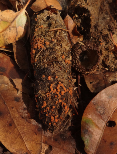 Coprobia granulata · iNaturalist