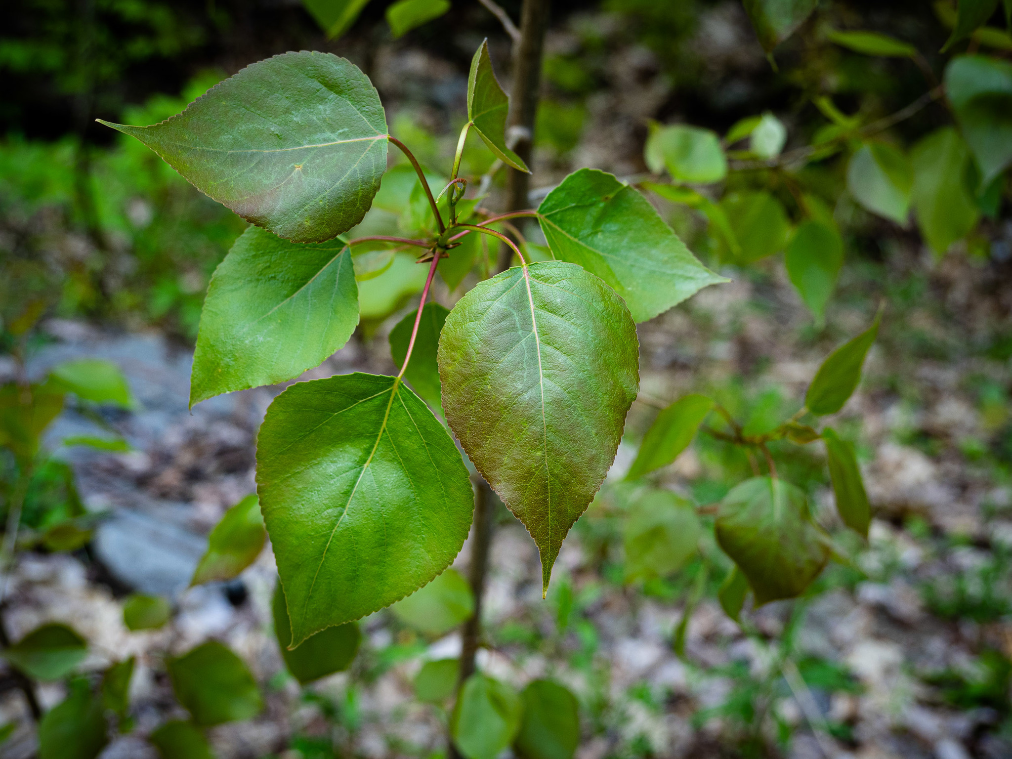 Populus ×jackii Sarg.