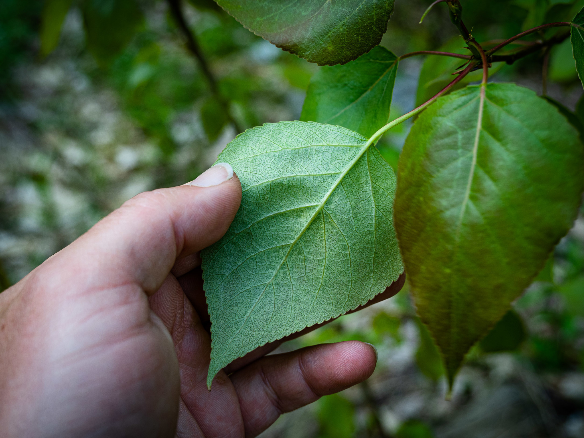 Populus ×jackii Sarg.