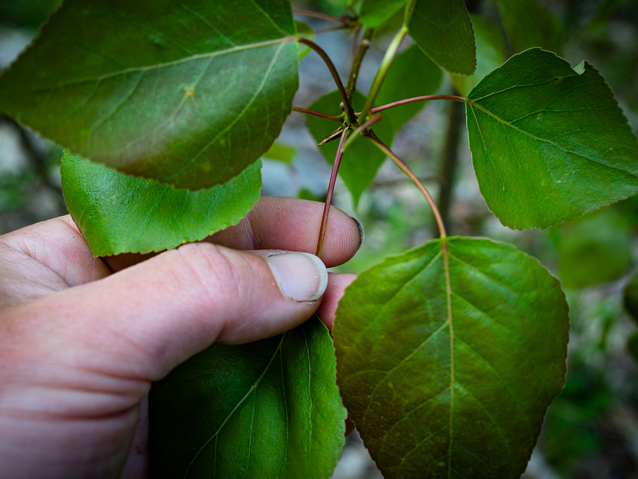 Populus ×jackii Sarg.