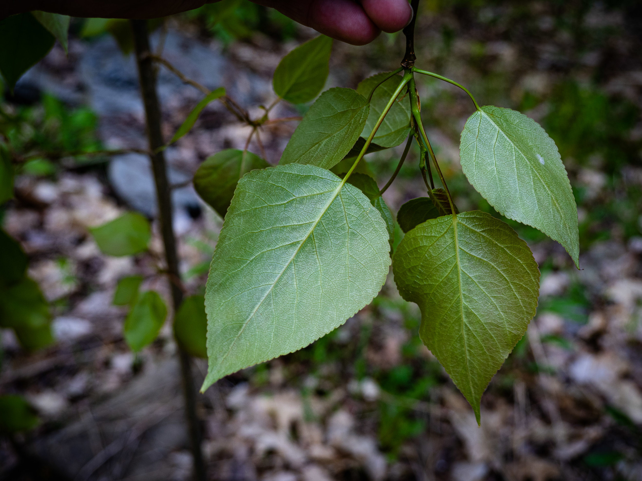 Populus ×jackii Sarg.