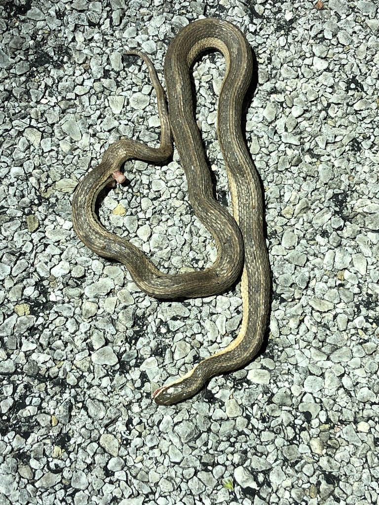Graham's Crayfish Snake from FM-171, Byers, TX, US on May 16, 2021 at ...