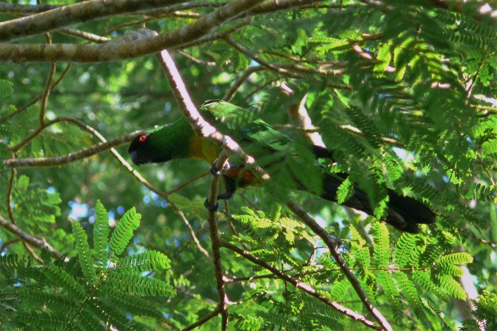 Masked Shining-Parrot in October 2007 by awmccutcheon · iNaturalist