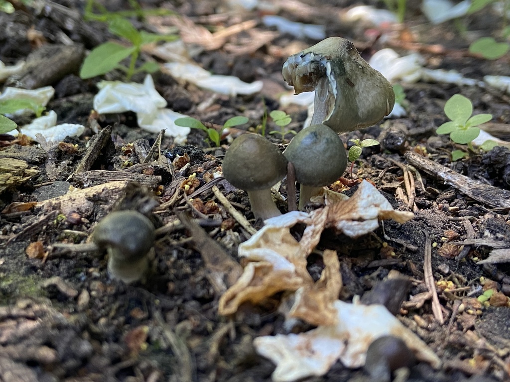 Psychedelic Ovoid Mushroom from Washington Park, Portland, OR, US on ...