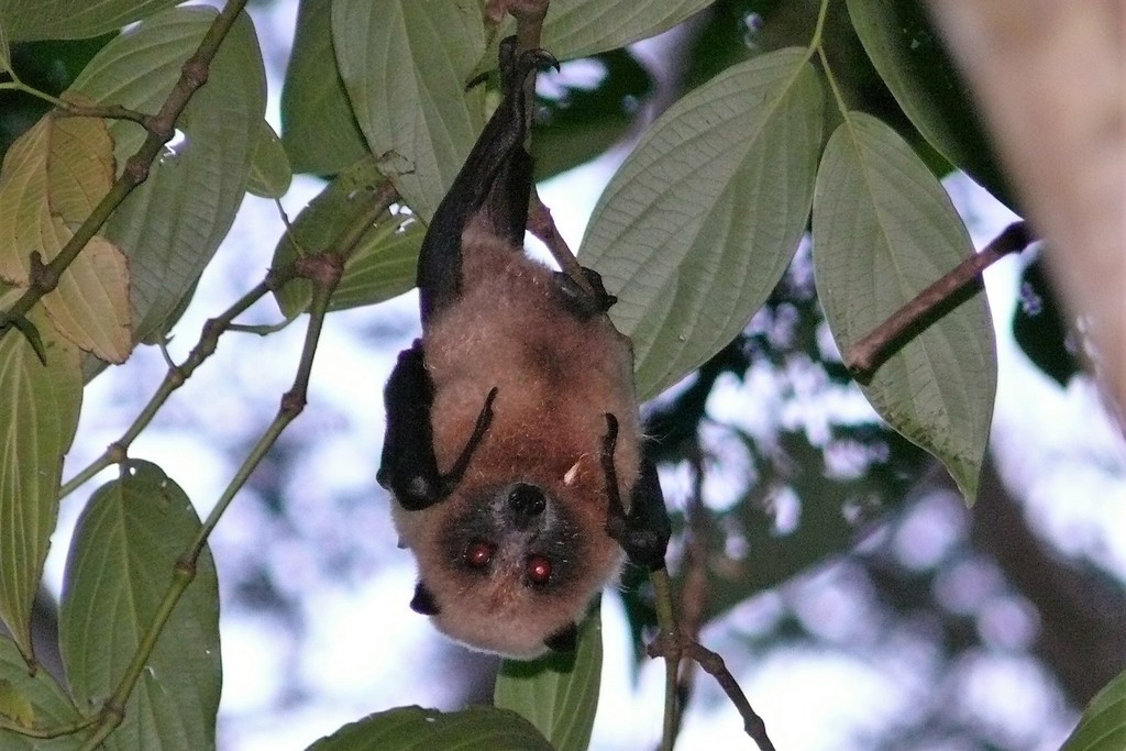 Samoa Flying-fox (Pteropus samoensis) - Know Your Mammals