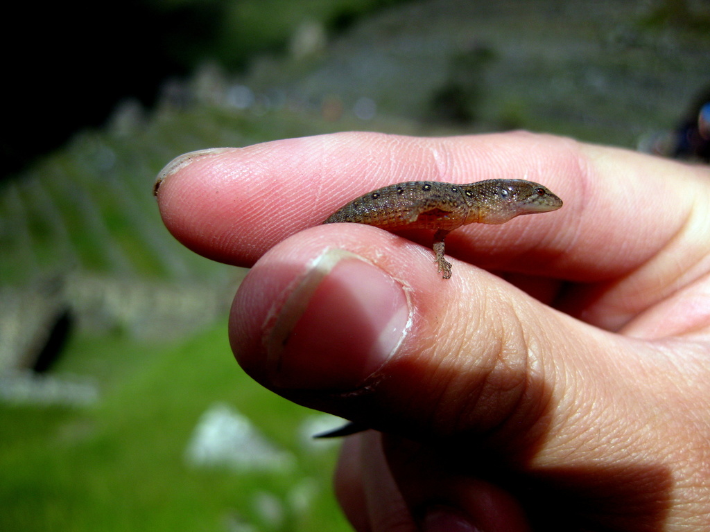 Proctoporus optimus from Machu Picchu, Peru on May 26, 2015 at 11:25 PM ...