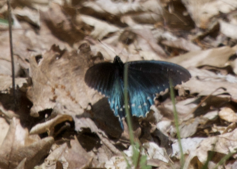 Pipevine Swallowtail from Scott, Indiana, United States on May 10, 2021 ...