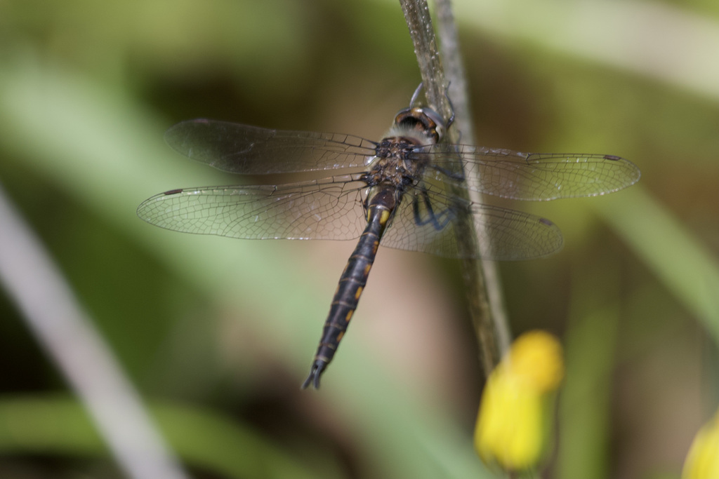 Common Baskettail from Brown, Indiana, United States on May 11, 2021 at ...