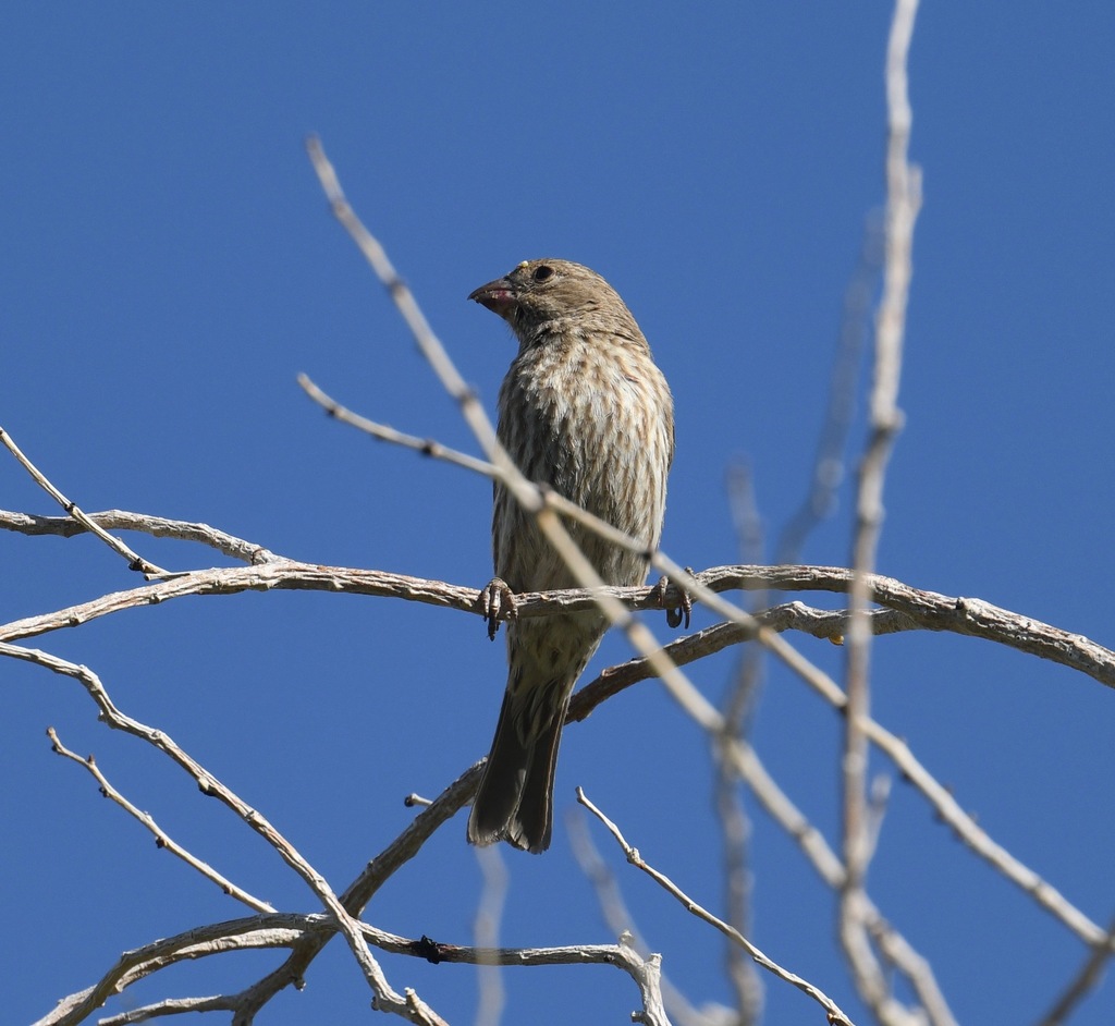 House Finch from Clark County, NV, USA on May 15, 2021 at 08:17 AM by ...