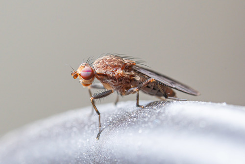 Suillia barberi · iNaturalist Canada