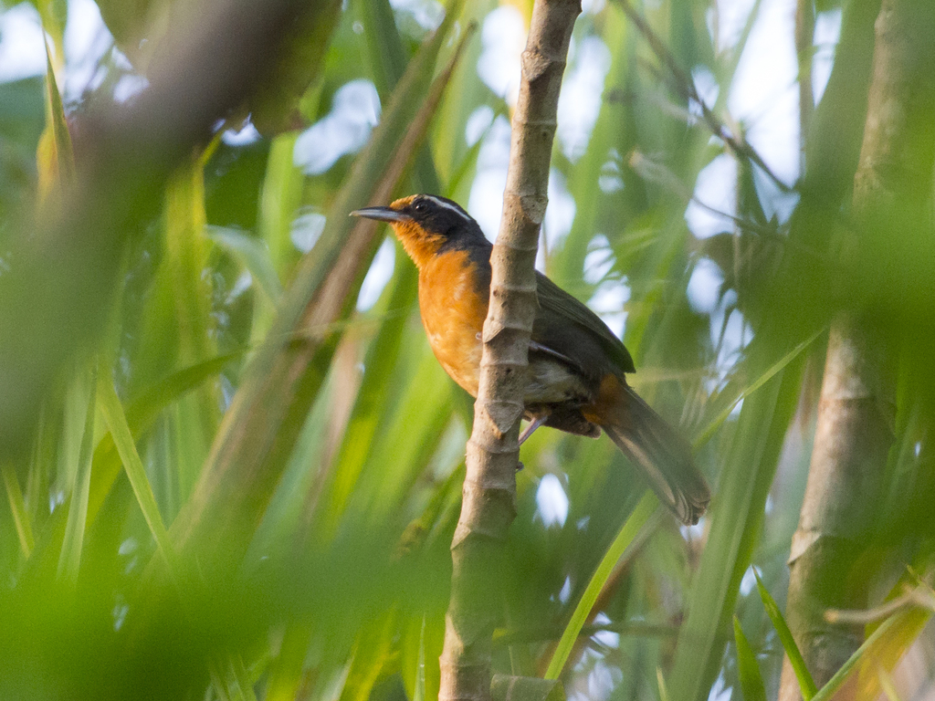 Rosy Thrush-Tanager from 1167, Vargas, Venezuela on April 22, 2021 at ...