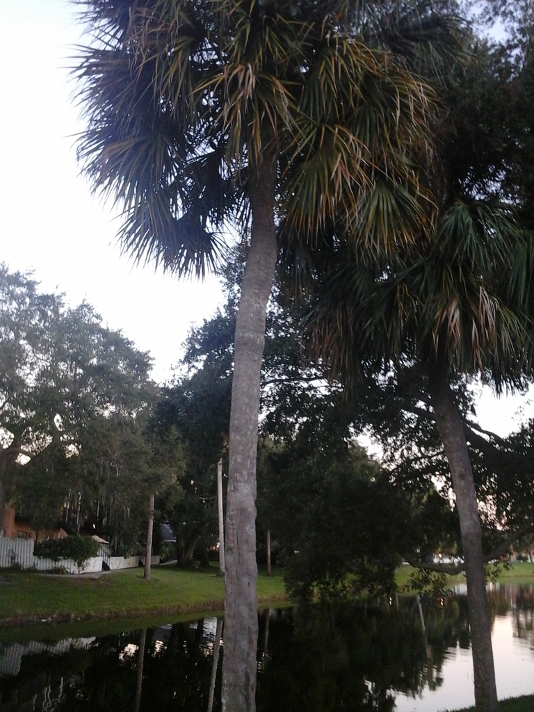 cabbage palmetto from Pinellas County, US-FL, US on October 23, 2014 at ...