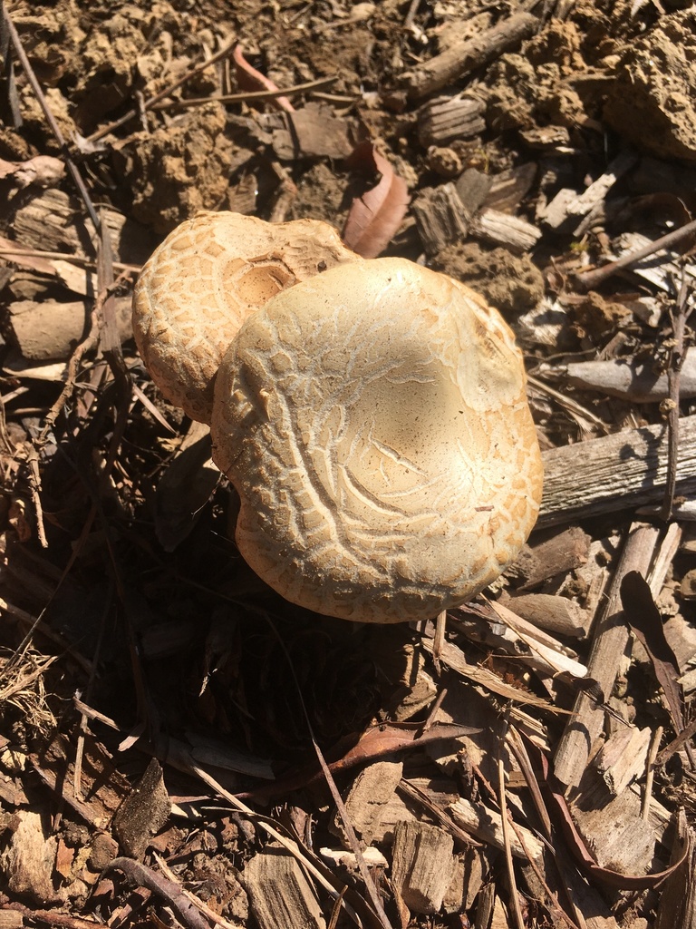 Mulch Fieldcap from FIR St NE, Olympia, WA, US on May 16, 2021 at 04:36 ...