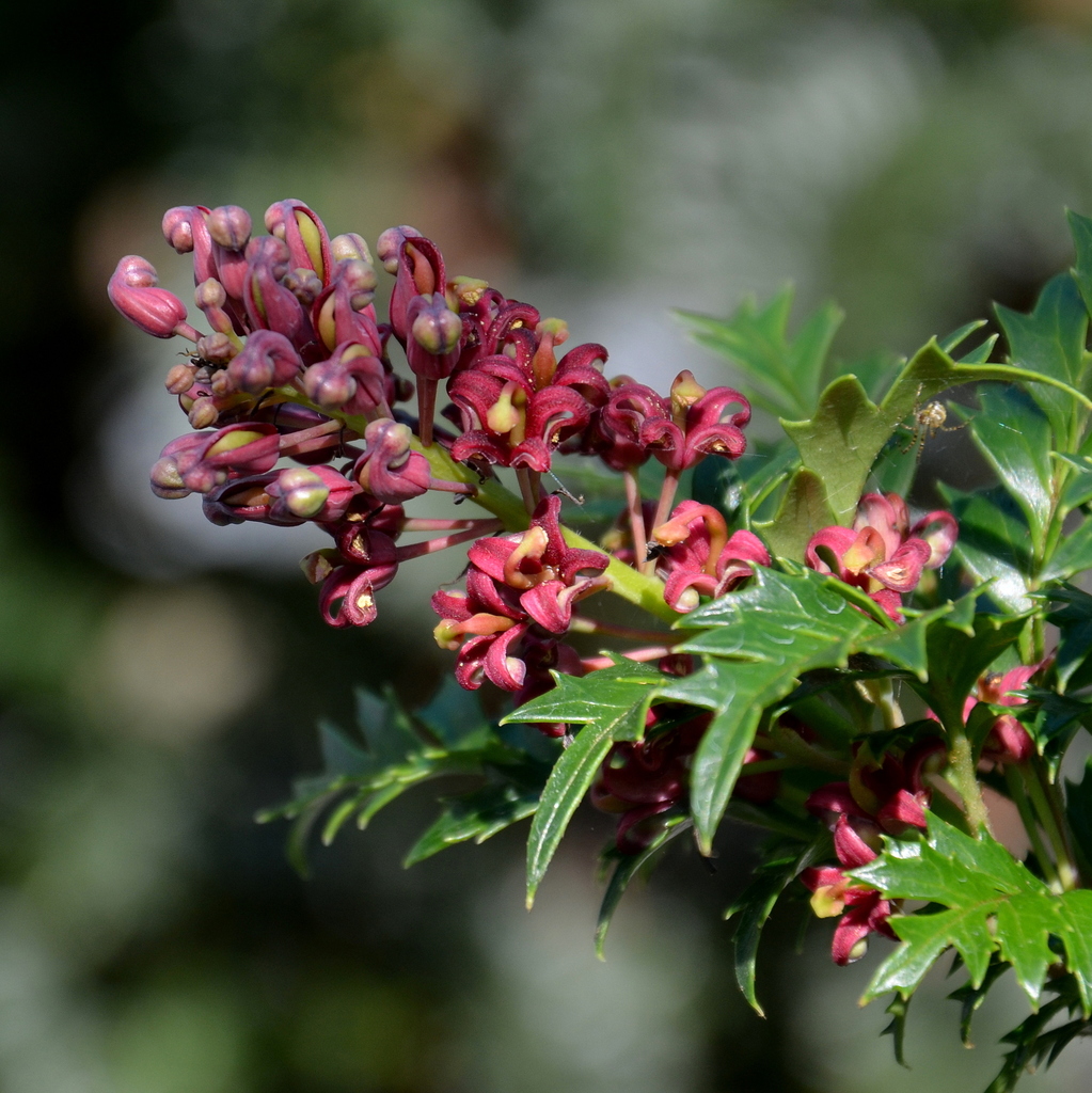 King's lomatia (Lomatia tasmanica) - Botanical Realm