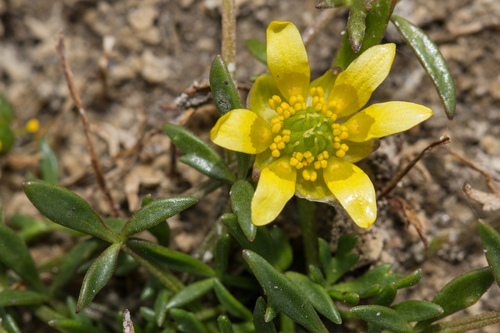 Tunbridge buttercup (Ranunculus prasinus) · iNaturalist