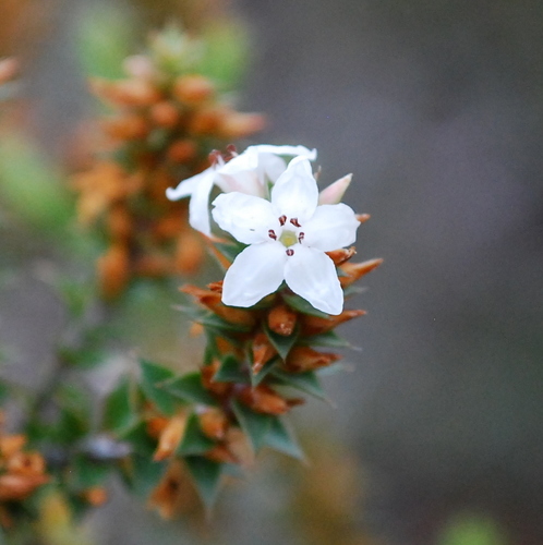 Border Heath (Epacris limbata) · iNaturalist