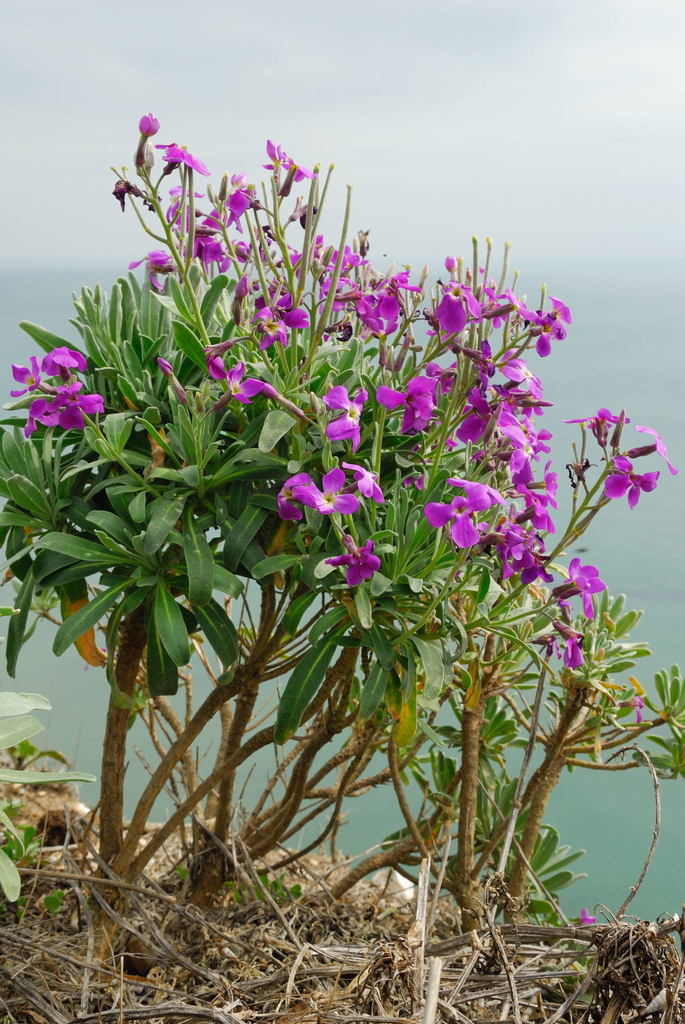 Hoary Stock (Azores animals and plants) · iNaturalist