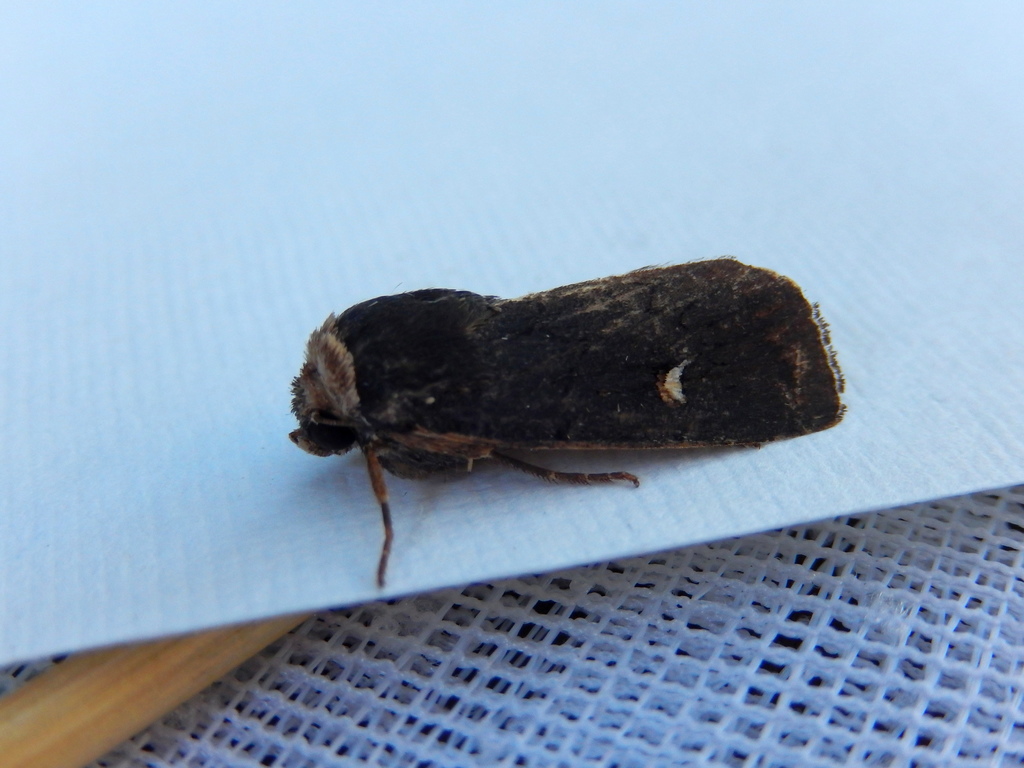 Proteuxoa from Sydney NSW, Australia on May 17, 2021 at 08:17 AM by ...