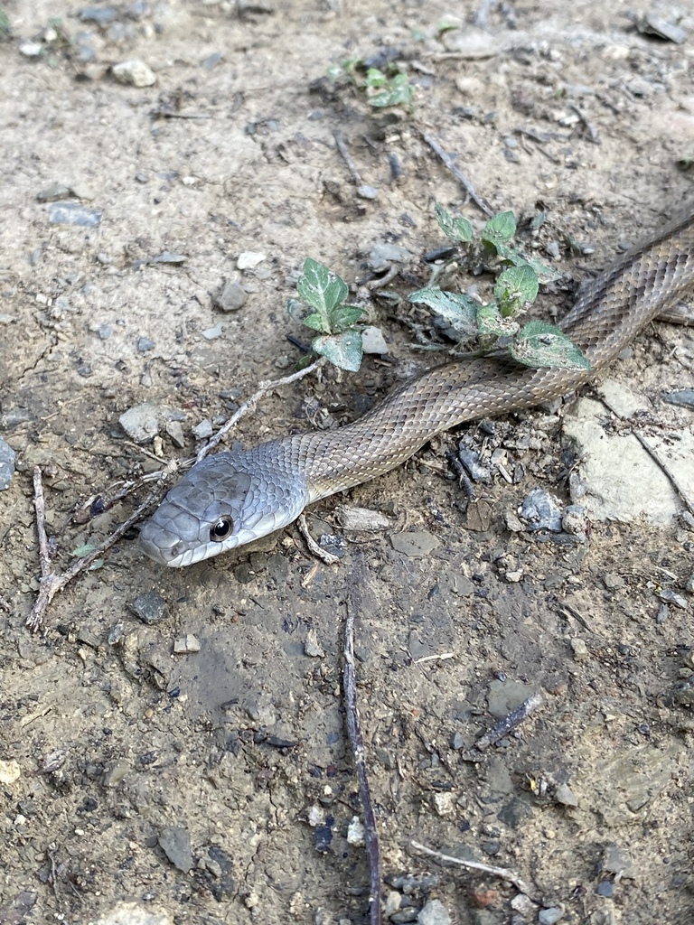 culebra ratonera del noreste desde Monterrey, NL, MX el 16 de mayo de ...