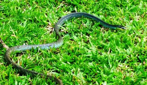 Coconut Tree Snake (Dendrelaphis calligastra) · iNaturalist