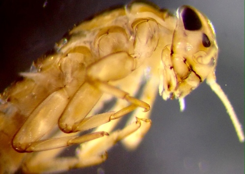 Genus Offadens · iNaturalist