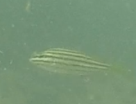 Eastern Striped Grunter from Comerong Island NSW 2540, Australia on ...