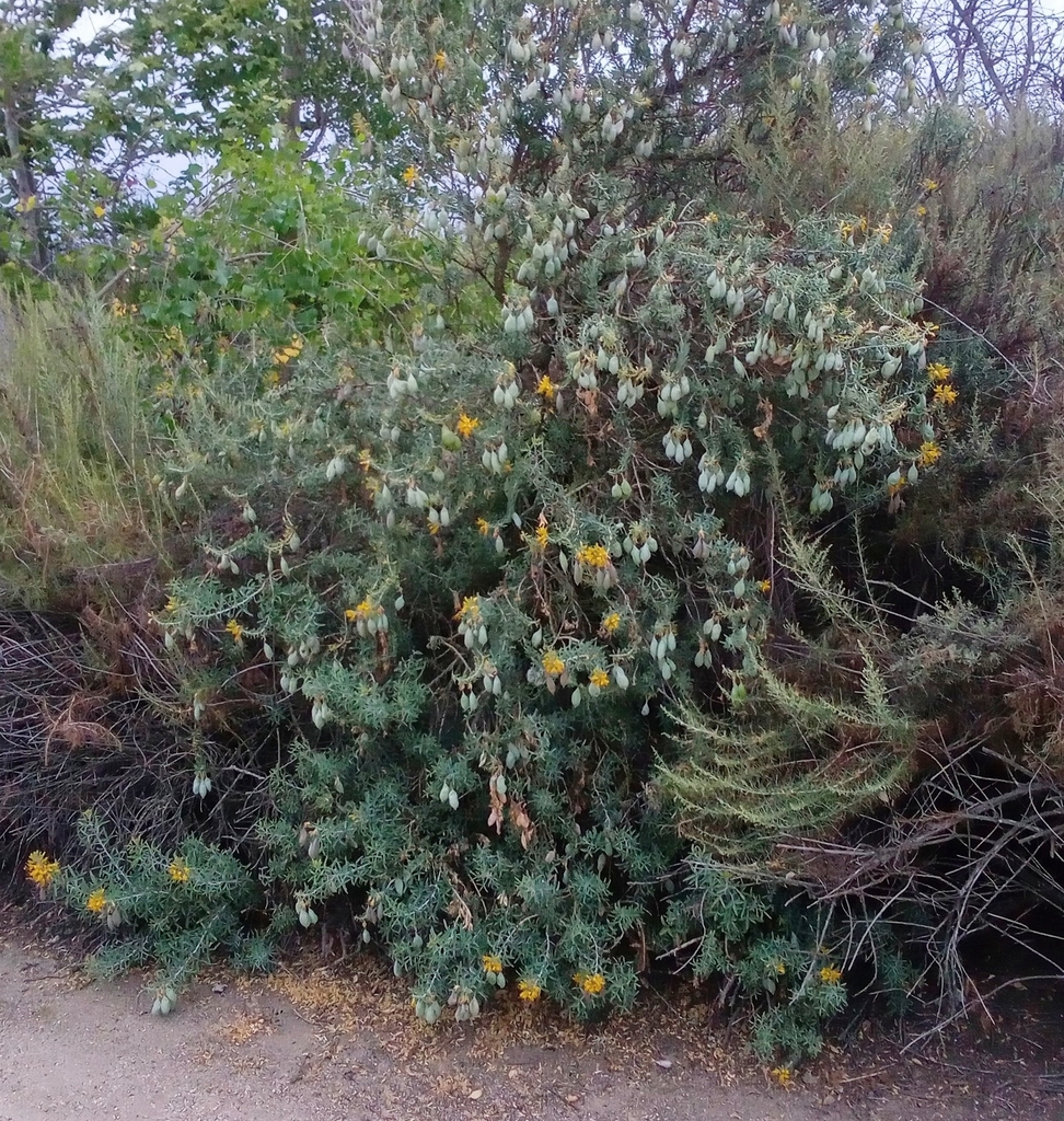 Bladderpod from San Joaquin Marsh, Irvine, CA 92612, USA on May 16 ...