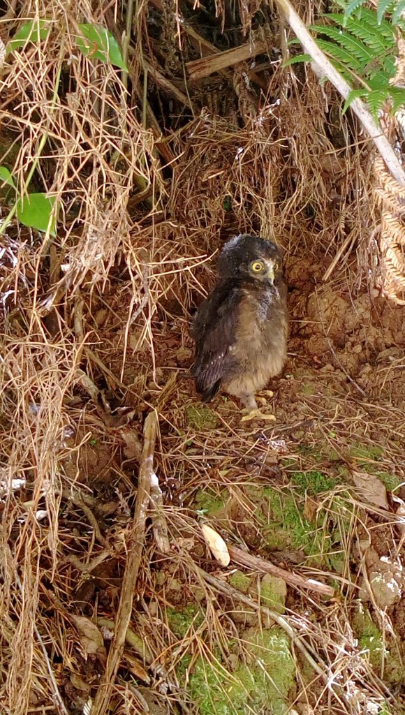 New Zealand Morepork from Great Barrier Island, New Zealand on December ...