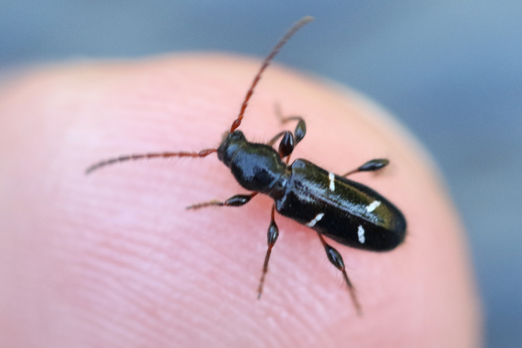Phymatodes nitidus LeConte, 1874