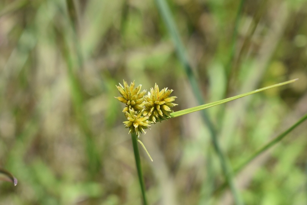 Cyperus retroflexus pumilus in May 2021 by Aidan Campos · iNaturalist