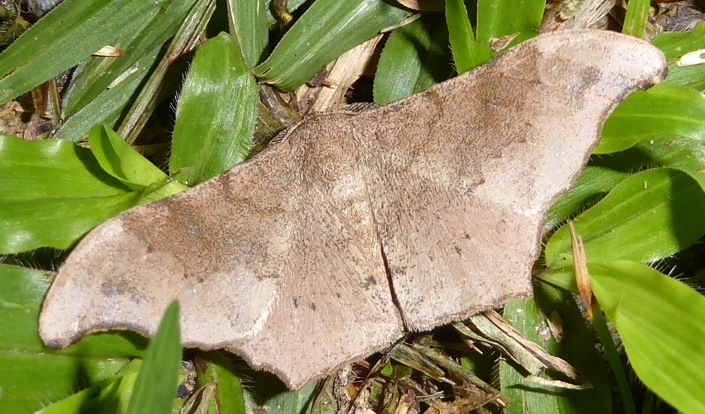 Black Looper from Salok, Tambon Mae Koeng, Amphoe Wang Chin, Chang Wat ...