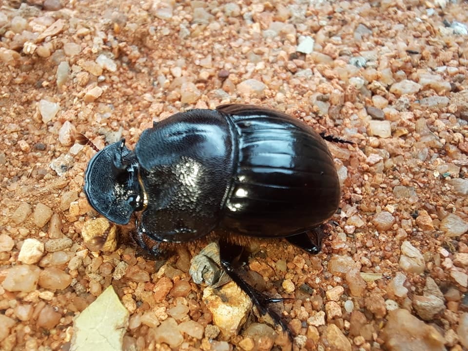 Copris elphenor Klug, 1855