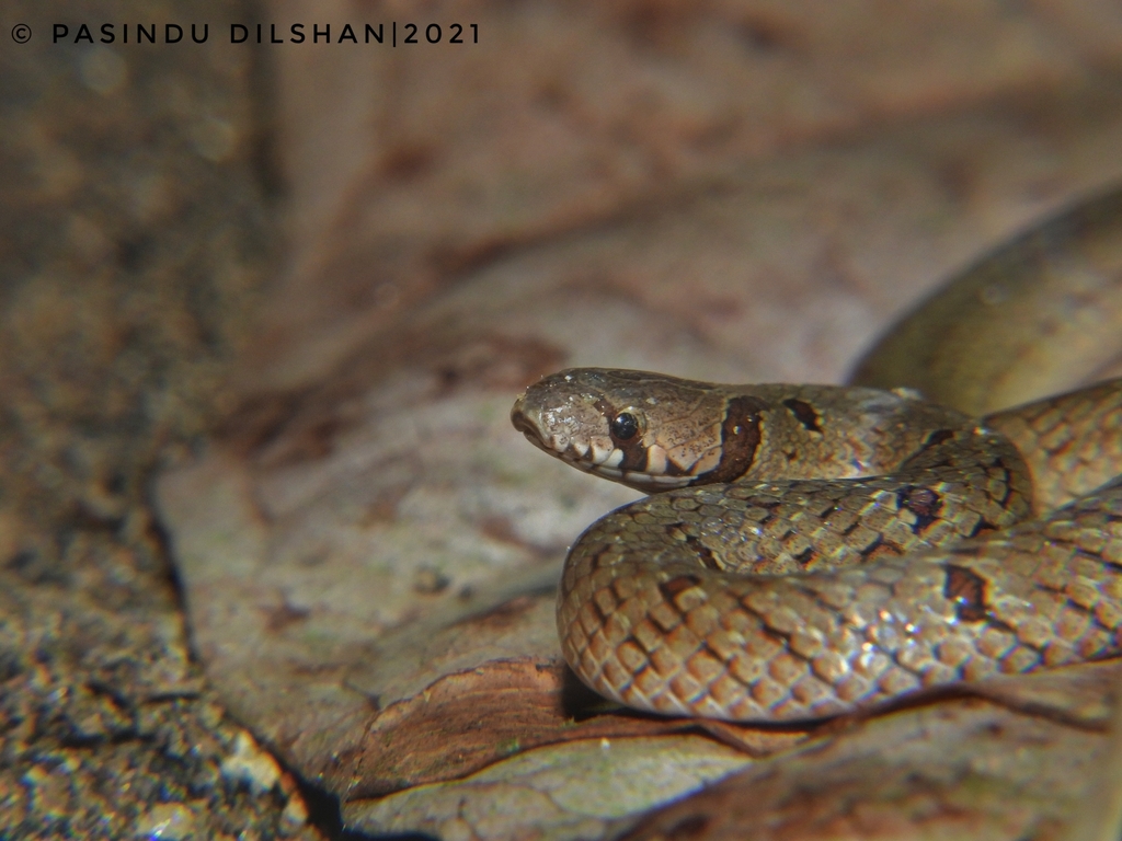 Duméril's Kukri Snake (Reptiles of Sri Lanka) · iNaturalist