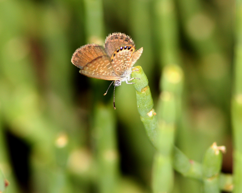 Eastern Pygmy-Blue (MatBio: BUTTERFLIES & MOTHS - Matanzas Biodiversity ...