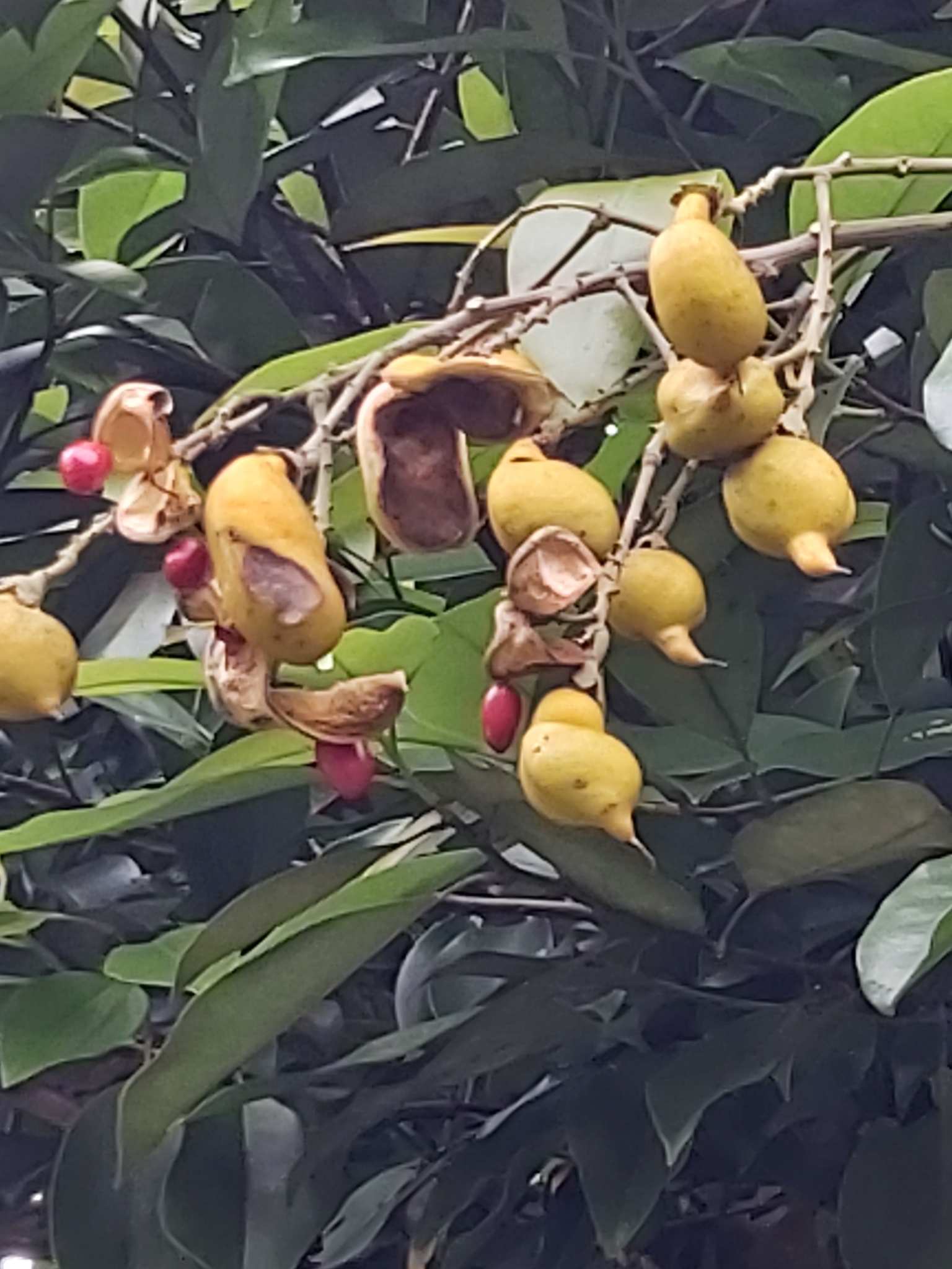 Ormosia pinnata (Lour.) Merr.