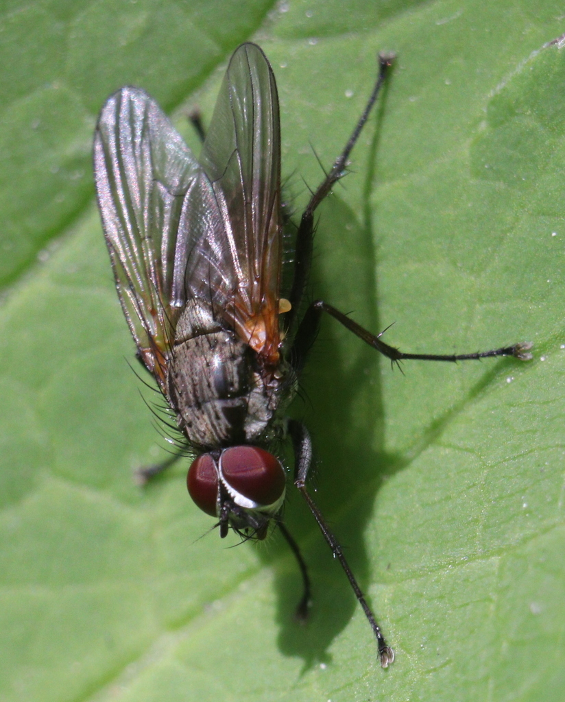 Root-maggot Flies from Praga, Warsaw, Poland on May 16, 2021 at 12:43 ...