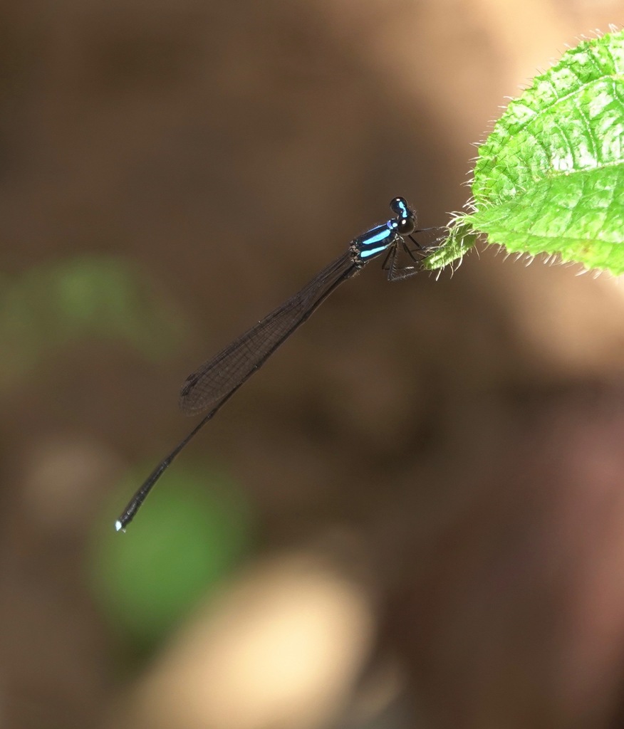 Collared Threadtail from Upper Seletar Reservoir Park, Singapore on May ...