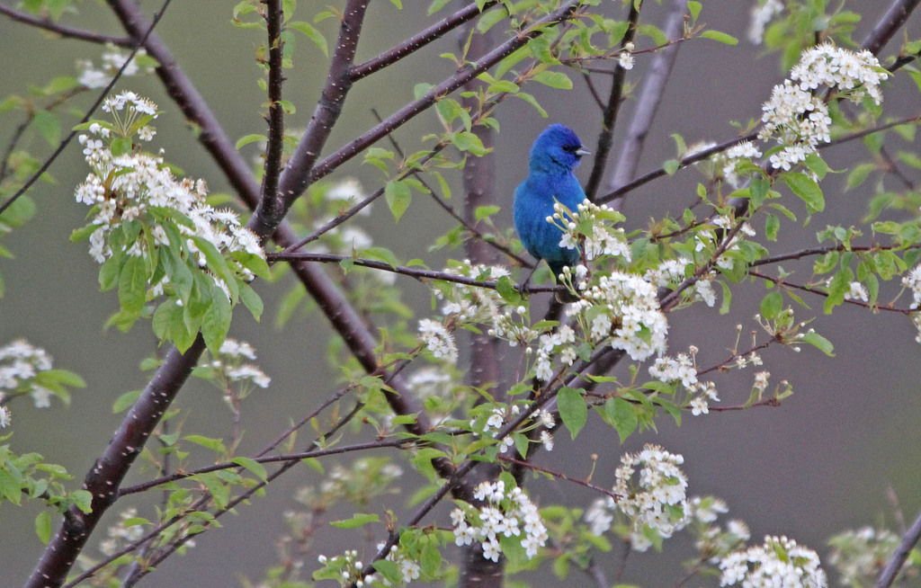 Indigo Bunting from McKean County, PA, USA on May 16, 2021 at 07:59 AM ...