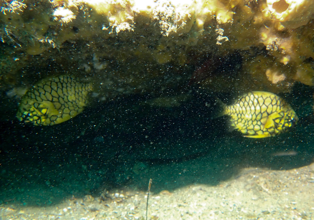 Australian Pineapplefish from Fly Point Dive Site, Port Stephens NSW ...