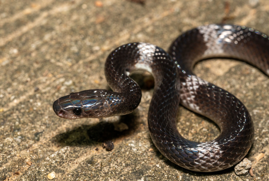 Malayan Banded Wolf Snake from 香港船灣 on June 21, 2020 at 09:25 PM by ...