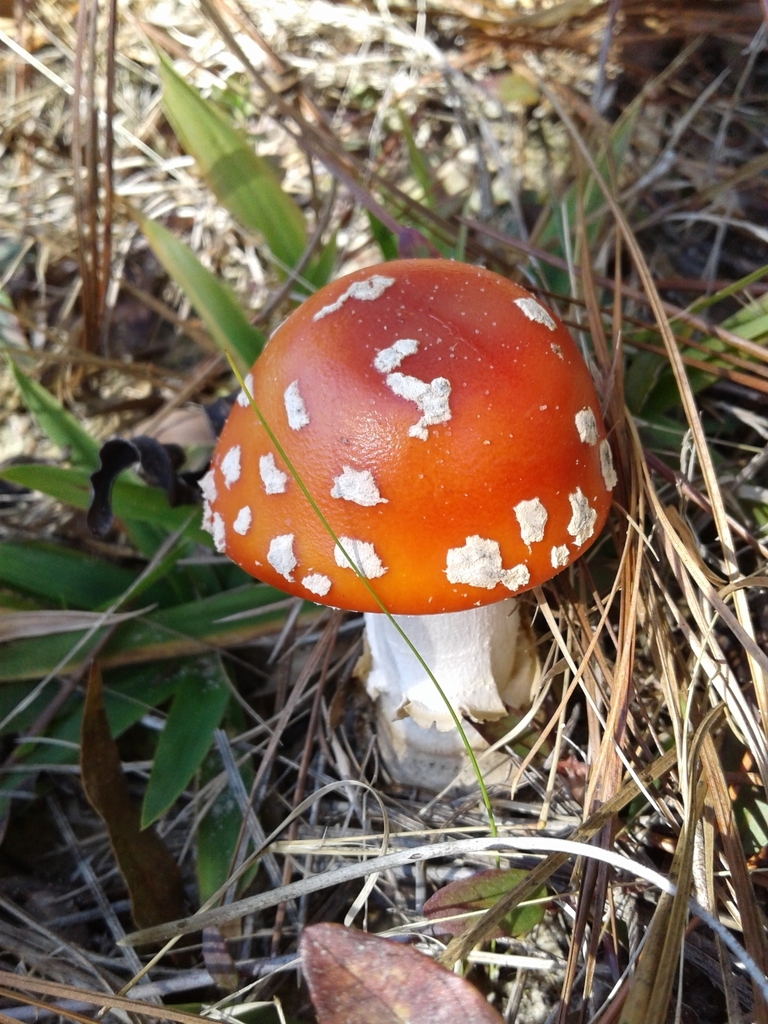Peach-Colored Fly Agaric from Fruitdale, AL 36539, USA on January 14 ...