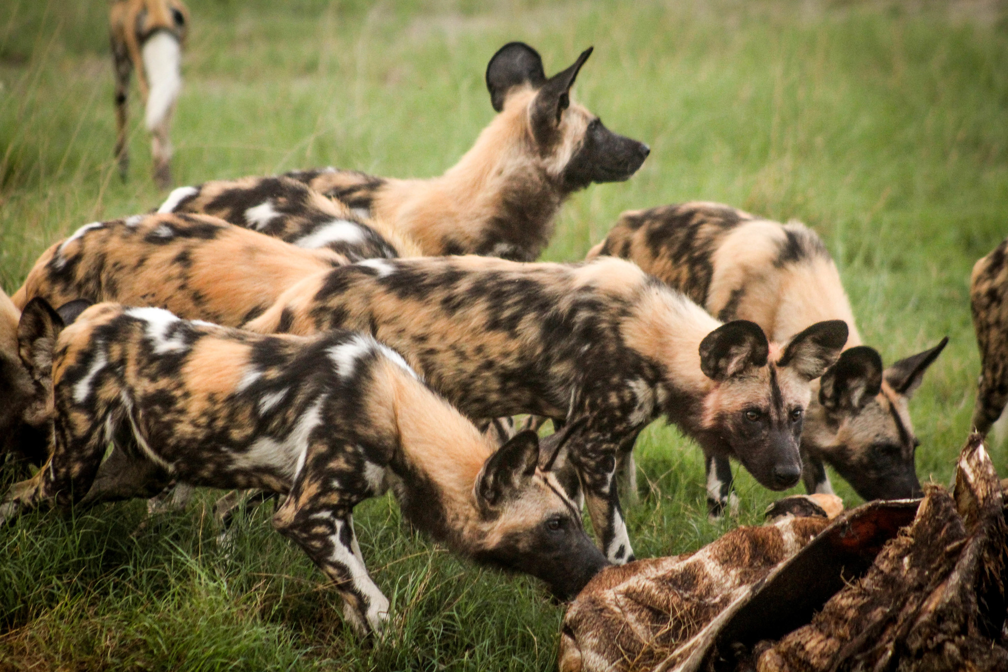 Who Eats African Wild Dogs