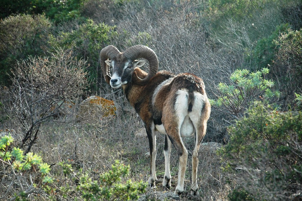 European Mouflon (Ovis aries musimon) - Know Your Mammals