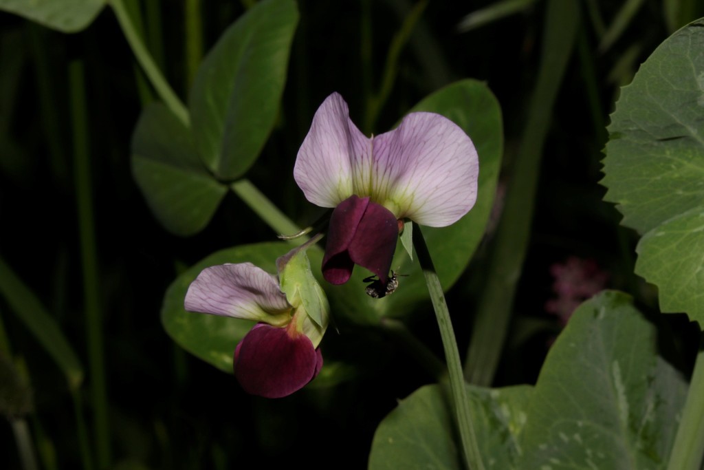 Common Pea (Pisum sativum) - Botanical Realm